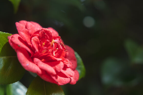 Photography Theme for Competition - 8 Great Competition Theme Ideas